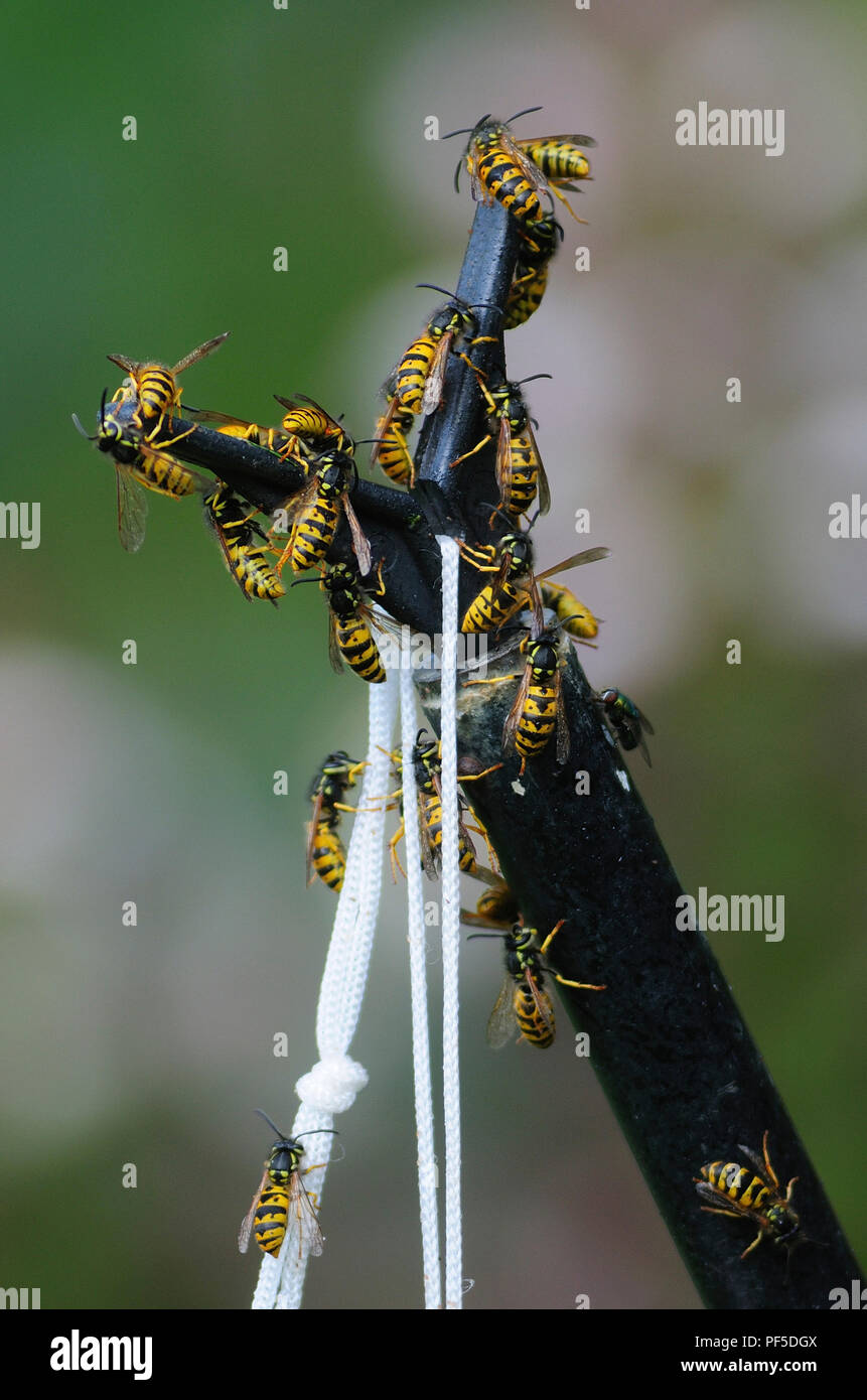 portrait of common wasps Stock Photo - Alamy
