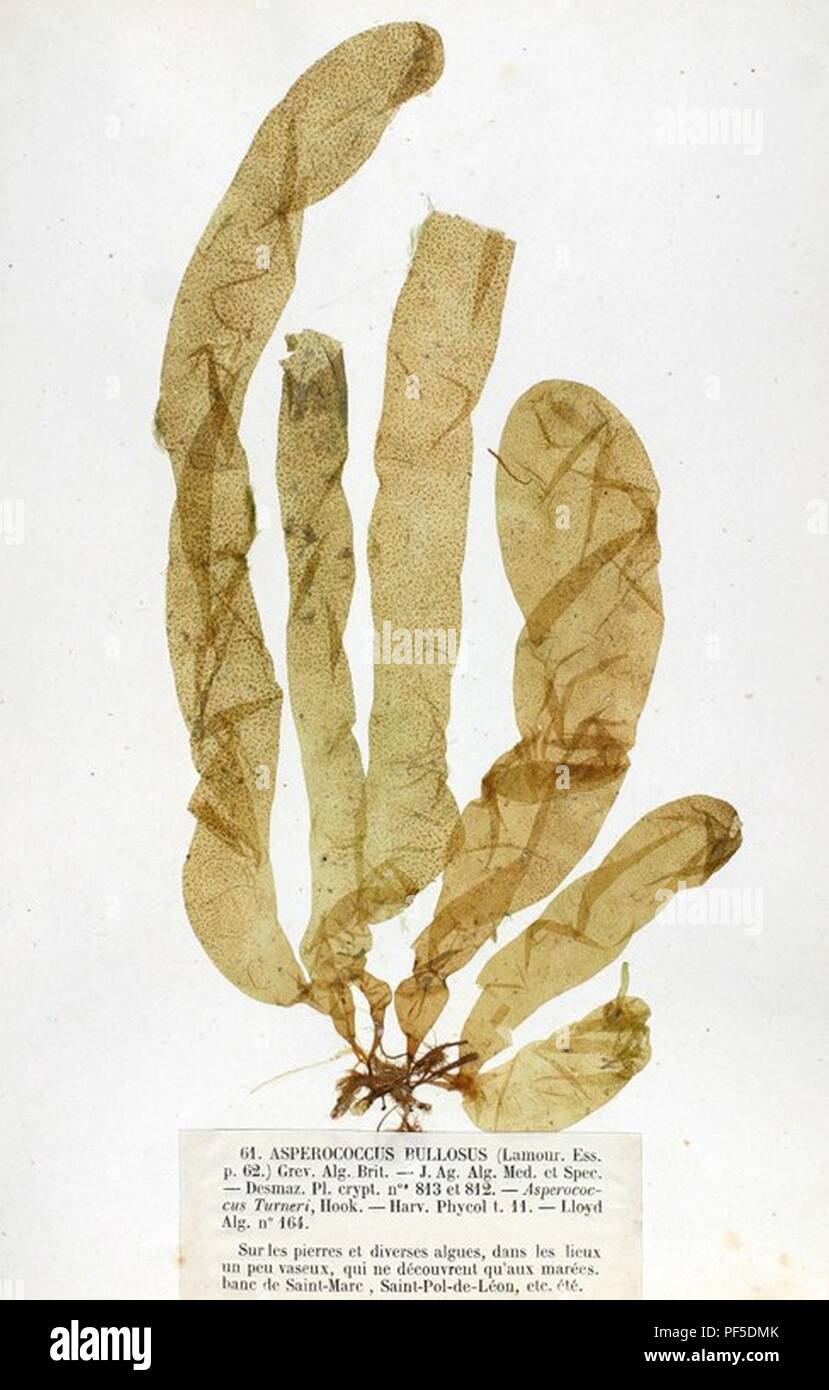 Bullosus hi-res stock photography and images - Alamy