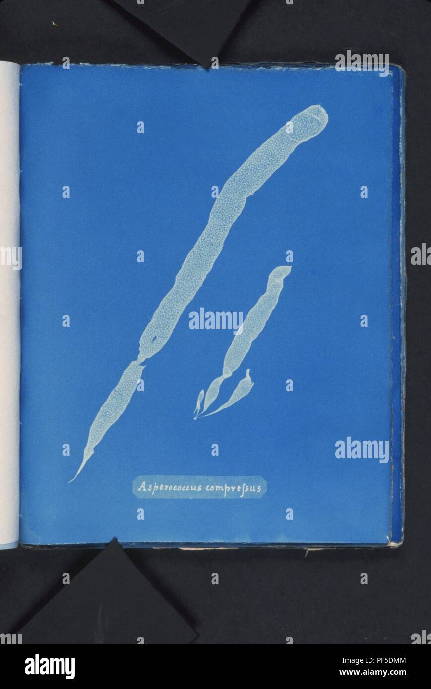 Asperococcus hi-res stock photography and images - Alamy