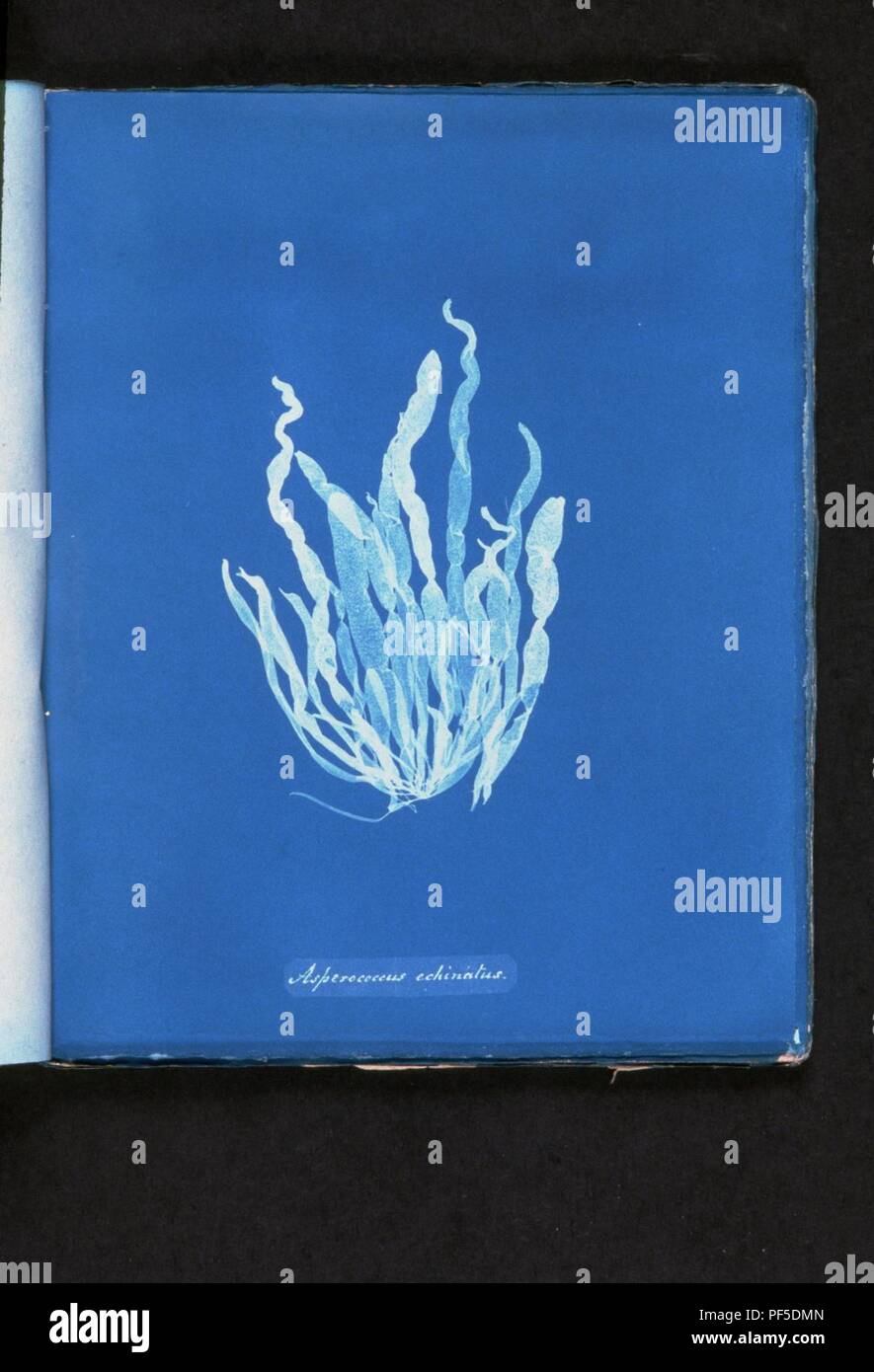 Asperococcus hi-res stock photography and images - Alamy