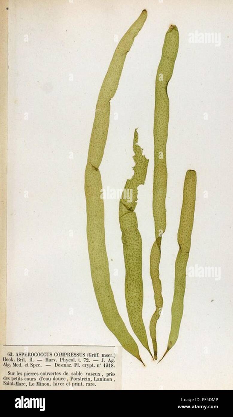 Asperococcus hi-res stock photography and images - Alamy