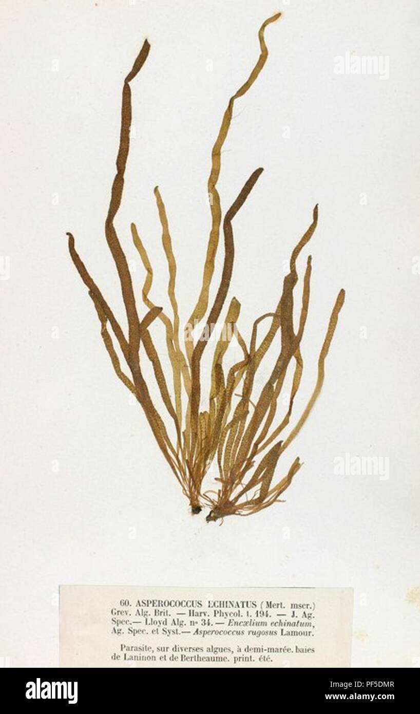 Asperococcus hi-res stock photography and images - Alamy