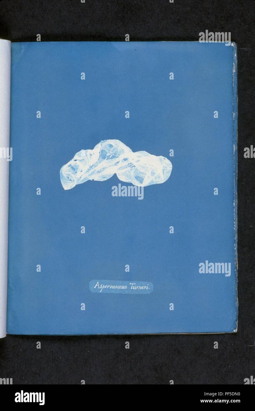 Asperococcus hi-res stock photography and images - Alamy