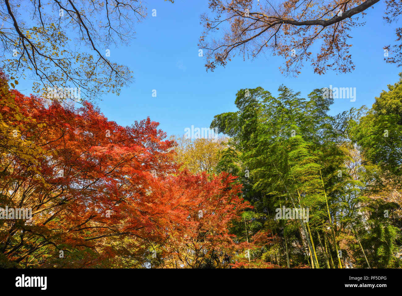 Maple trees with colorful leaves at autumn garden in Tokyo, Japan Stock ...