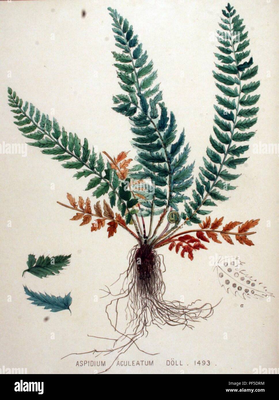 Aspidium aculeatum — Flora Batava — Volume v19 Stock Photo - Alamy