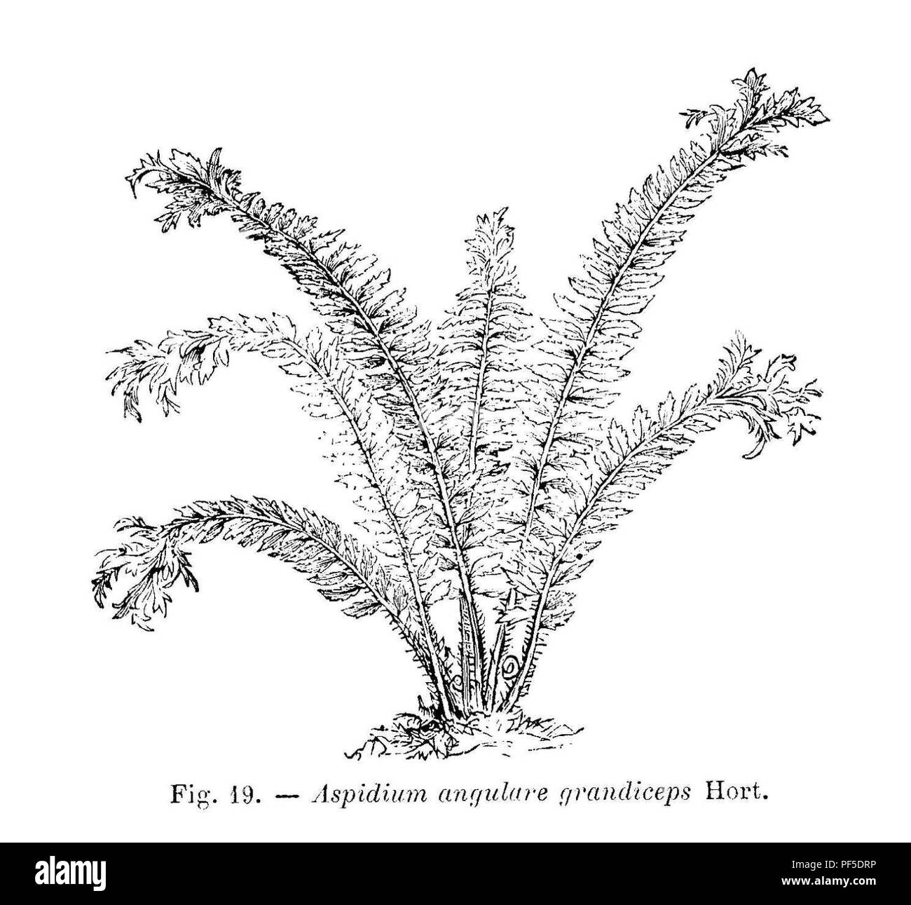 Aspidium angulare grandiceps Stock Photo - Alamy