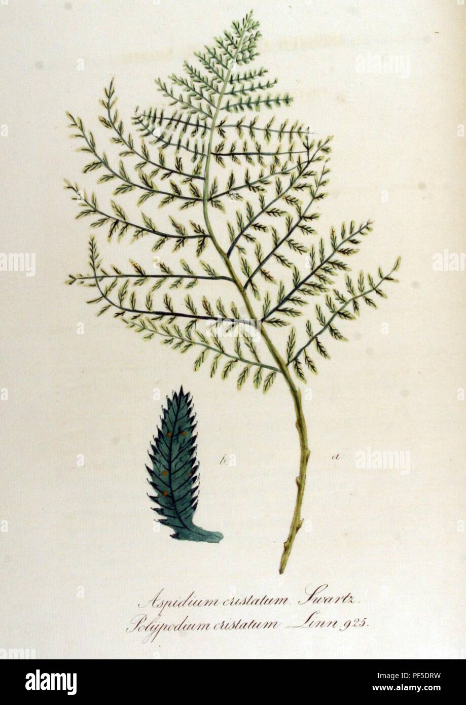 Aspidium hi-res stock photography and images - Alamy