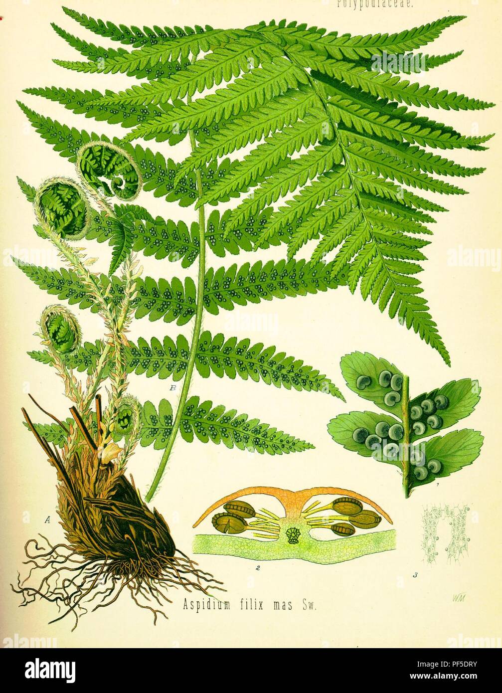 Aspidium filix mas hi-res stock photography and images - Alamy