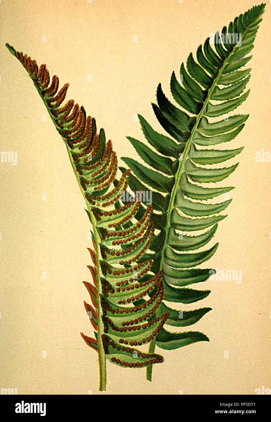 Aspidium lonchitis Atlas Alpenflora Stock Photo - Alamy