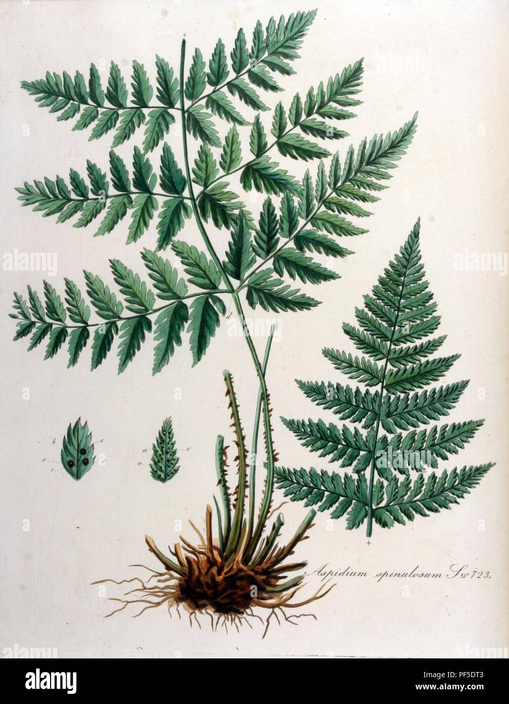 Aspidium spinulosum — Flora Batava — Volume v10 Stock Photo - Alamy