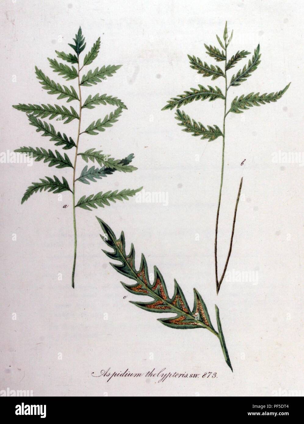 Aspidium thelypteris — Flora Batava — Volume v11 Stock Photo - Alamy