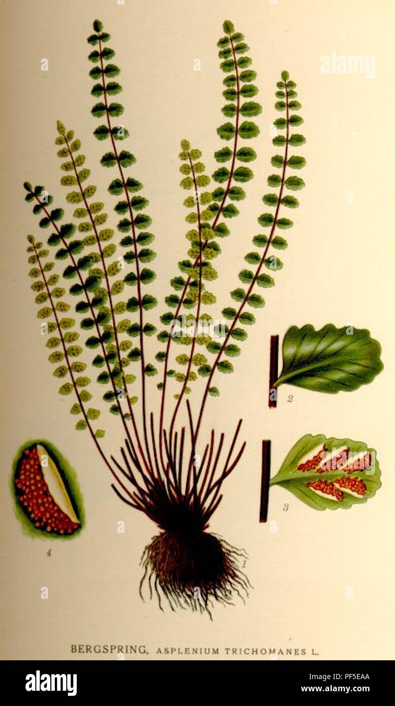 Asplenium trichomanes nf Stock Photo - Alamy