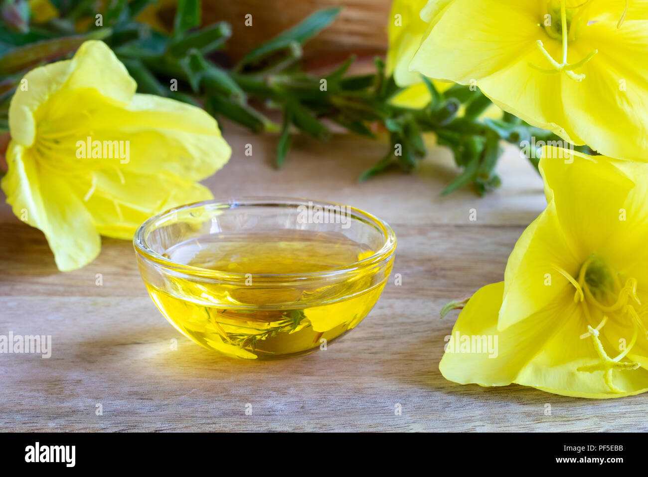 Evening primrose oil with fresh blooming plant Stock Photo - Alamy
