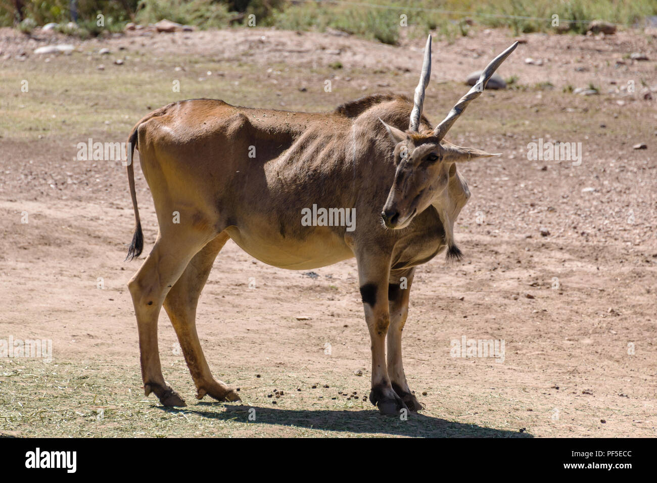 Antelope spiral horns zoo hi-res stock photography and images - Alamy