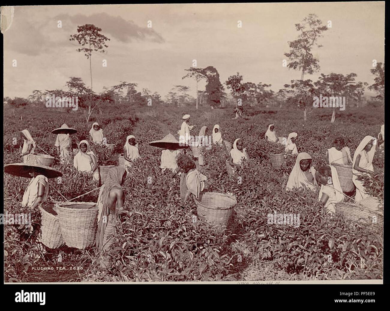 Bourne and shepherd tea hi-res stock photography and images - Alamy