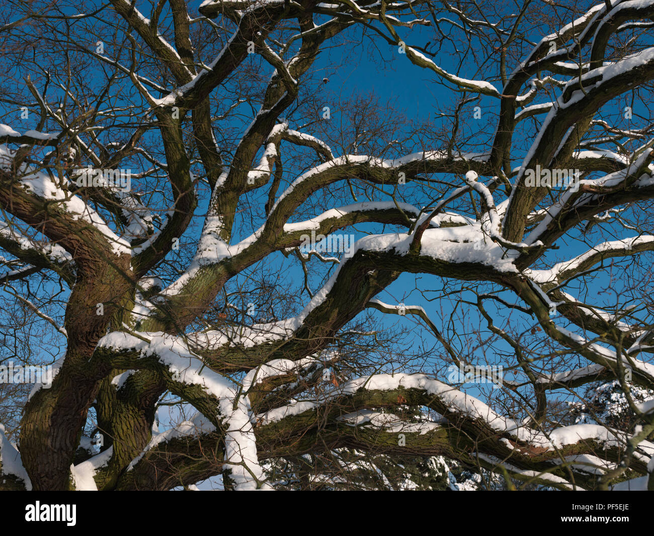 Riesige eiche hi-res stock photography and images - Alamy