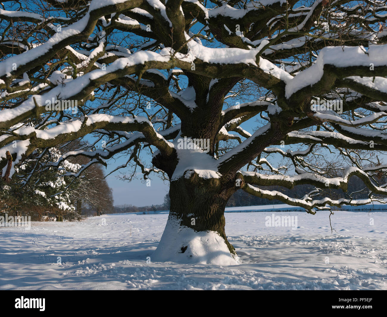 Riesige eiche hi-res stock photography and images - Alamy