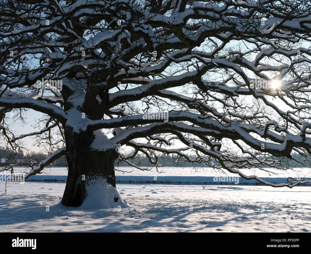 Riesige eiche hi-res stock photography and images - Alamy