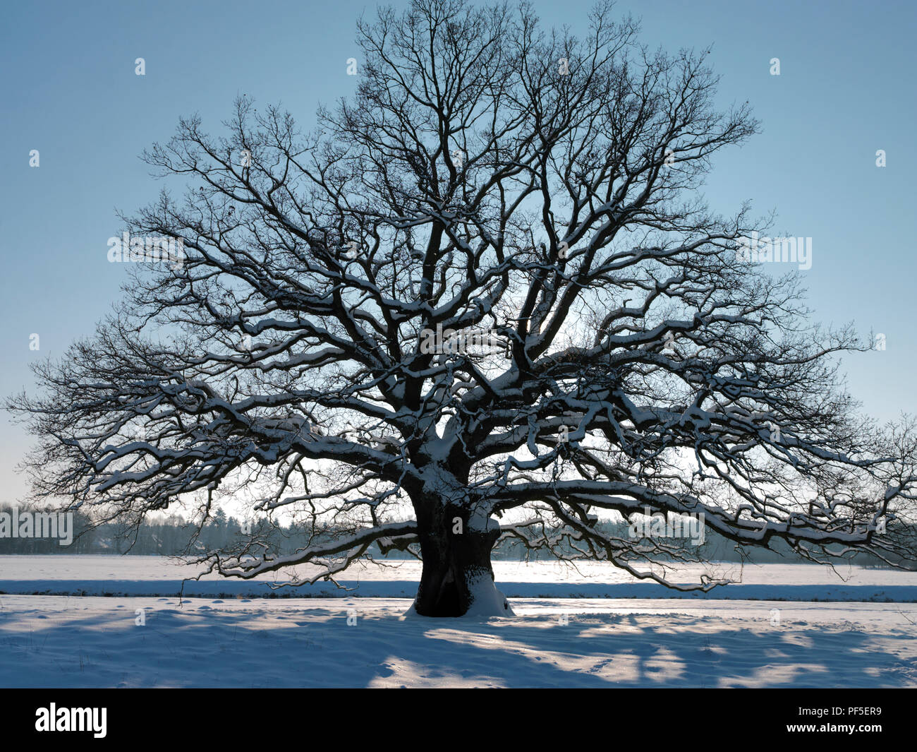 Oak Tree In Snow