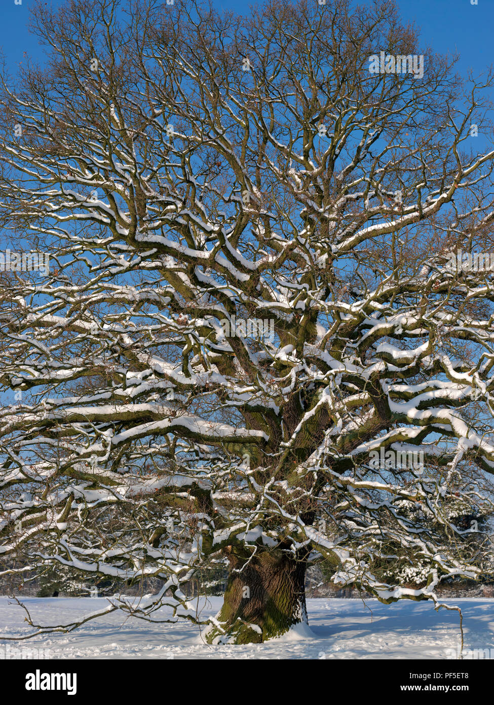 Eiche im Winter | oak tree, Quercus, in winter time Stock Photo - Alamy
