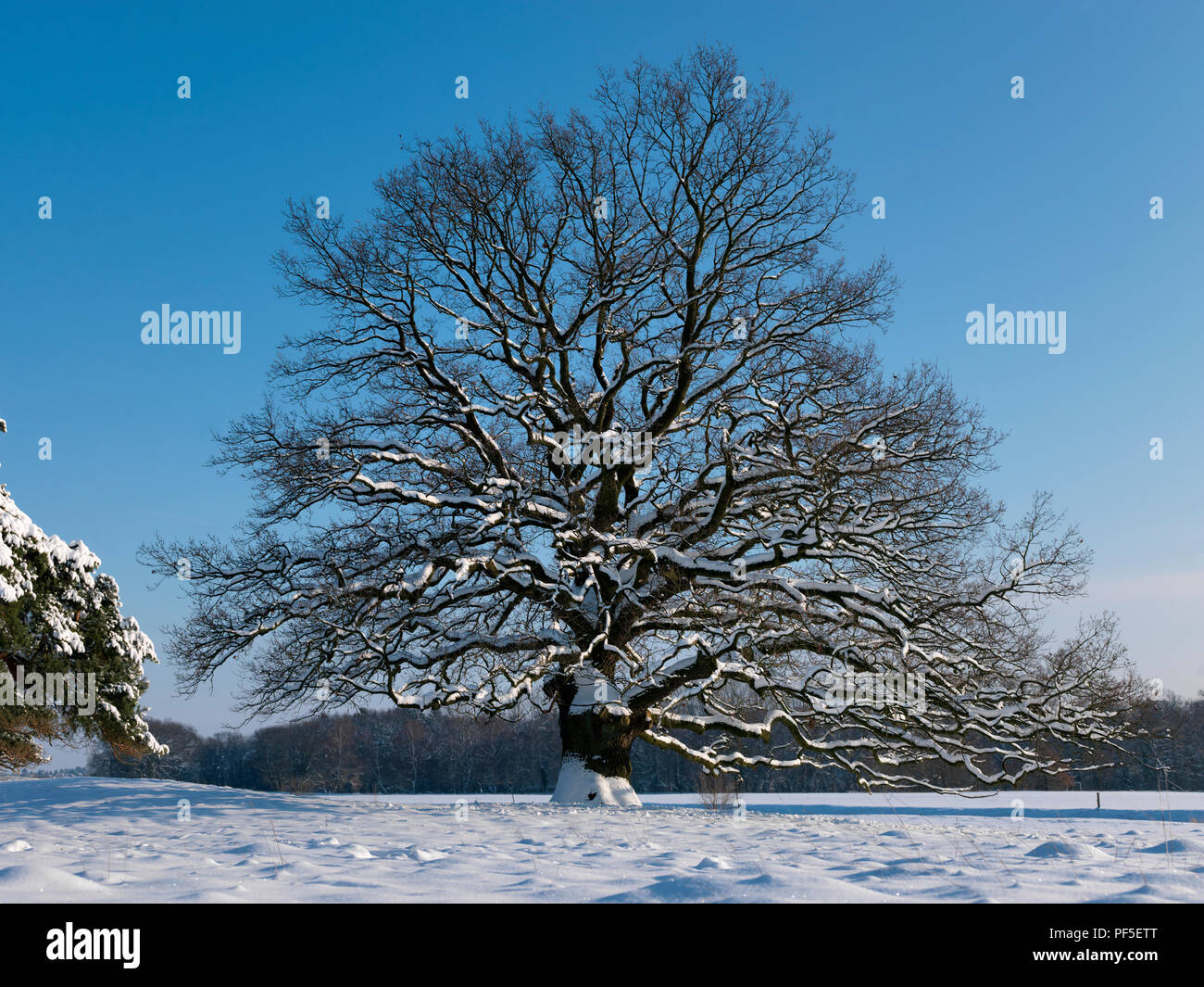Riesige eiche hi-res stock photography and images - Alamy