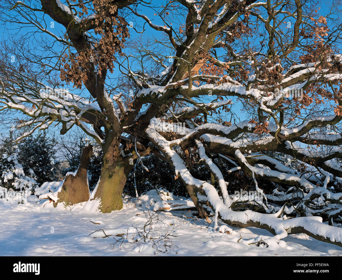 Riesige eiche hi-res stock photography and images - Alamy