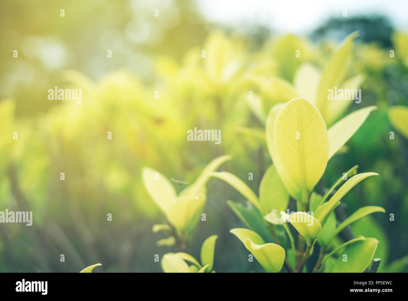 Green leaf soft focus with closeup in nature view on blurred greenery ...