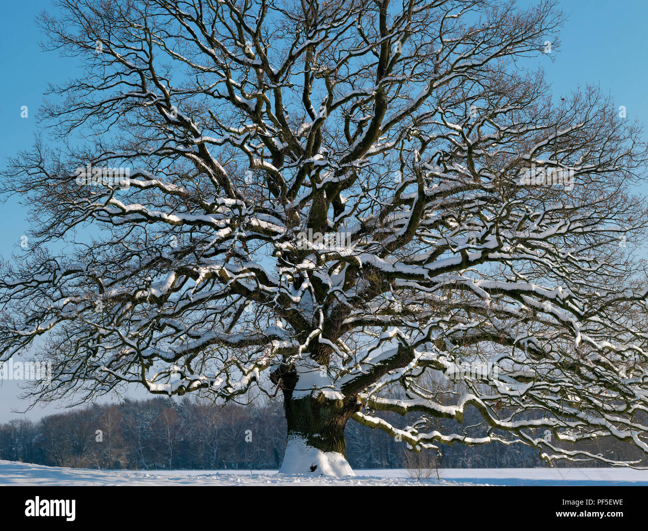Eiche im Winter | oak tree, Quercus, in winter time Stock Photo - Alamy