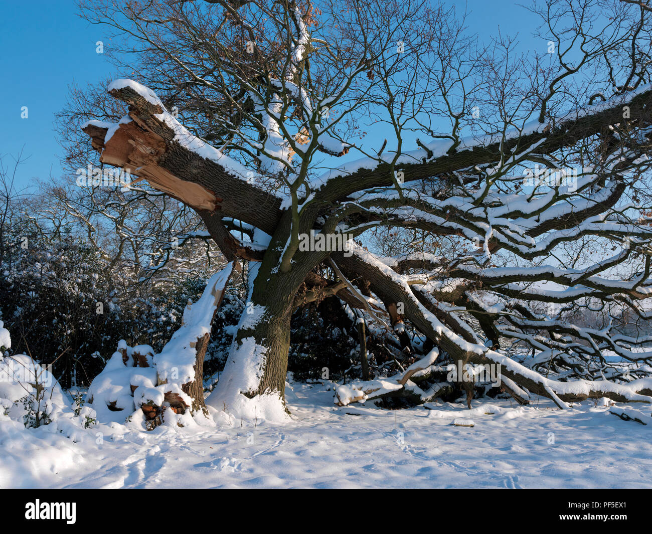 Riesige eiche hi-res stock photography and images - Alamy