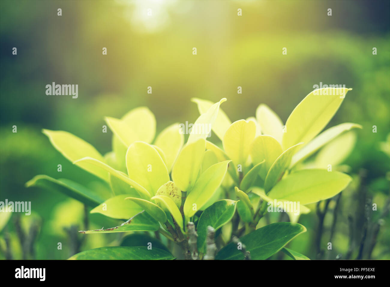 Green leaf soft focus with closeup in nature view on blurred greenery ...