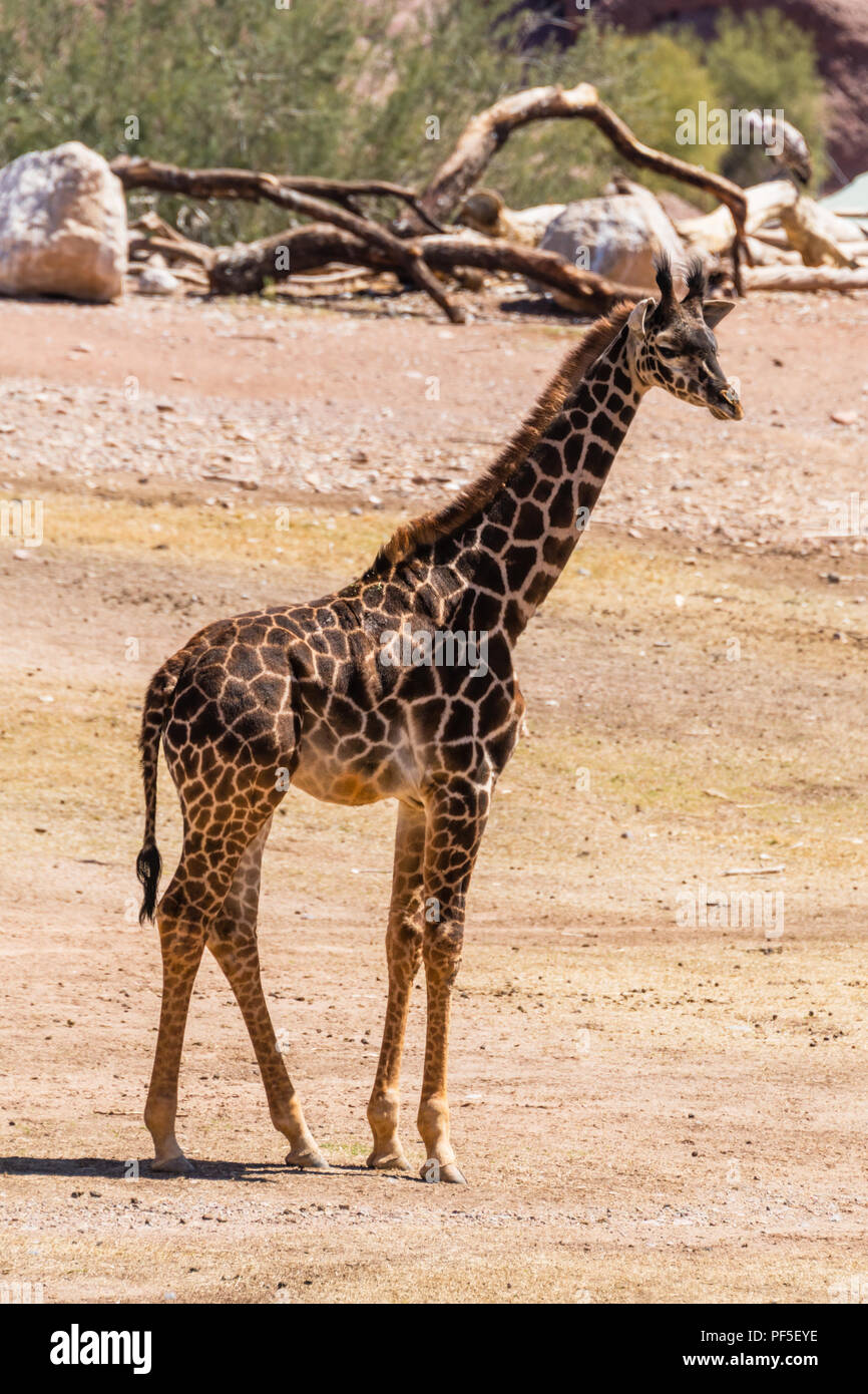 Phoenix zoo hi-res stock photography and images - Alamy