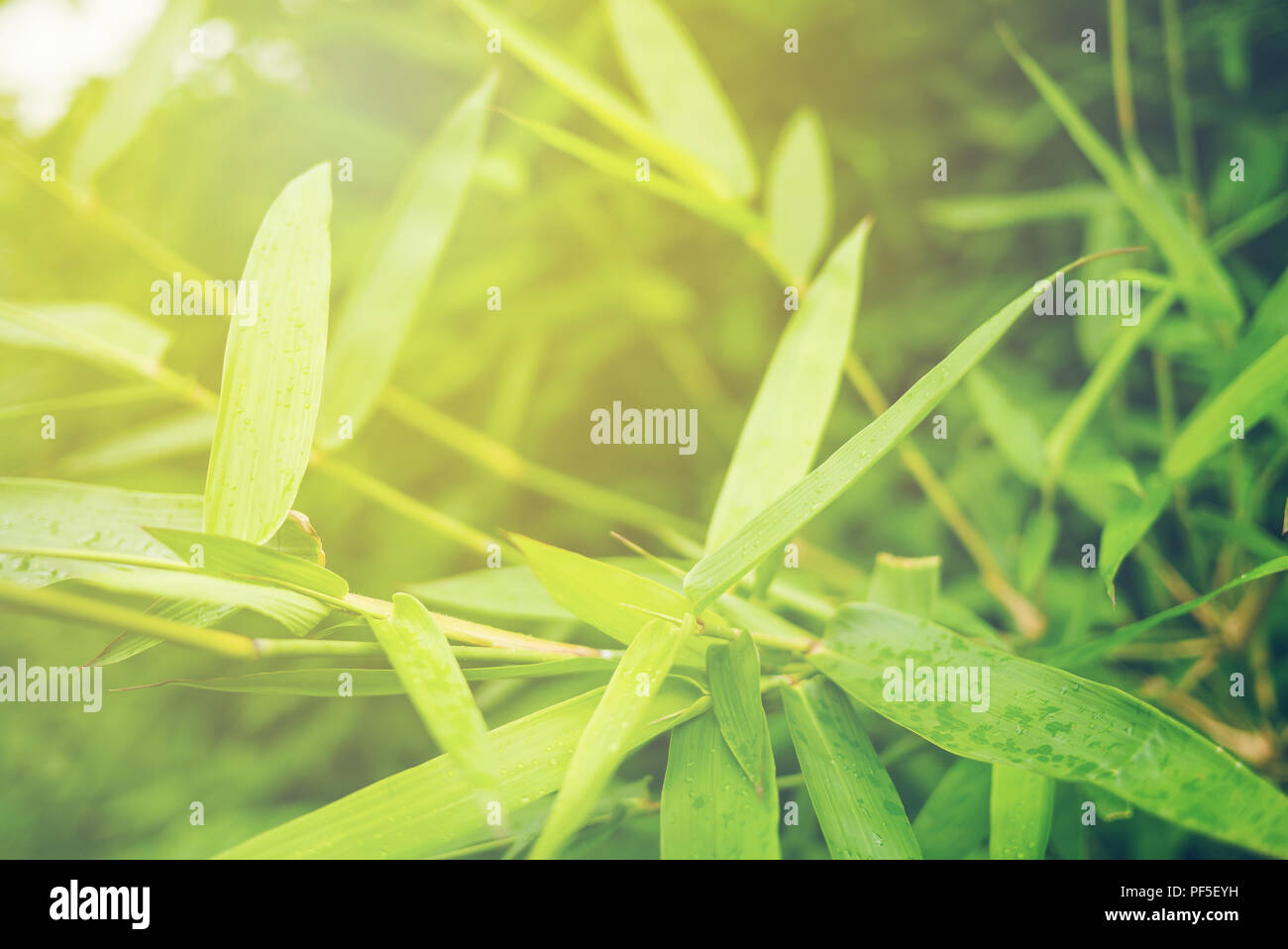 Green leaf soft focus with closeup in nature view on blurred greenery ...