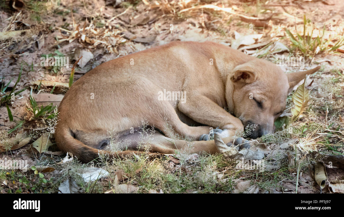 homeless little brown dog sleeping on the ground Stock Photo - Alamy