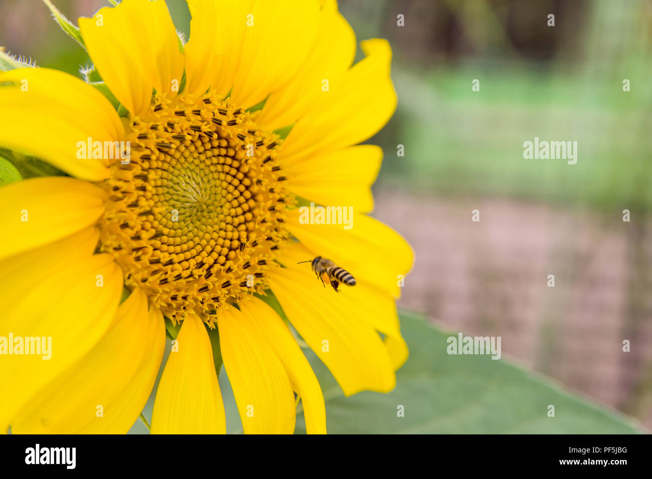 Honey bee working on collecting nectar and pollens from a sunflower ...
