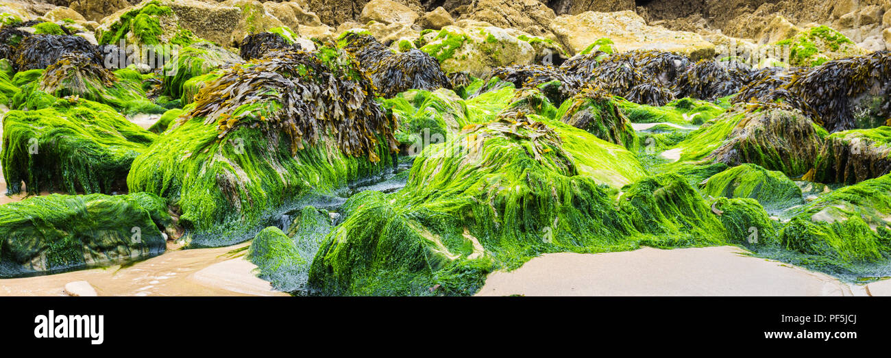Green algae on the beach Stock Photo - Alamy