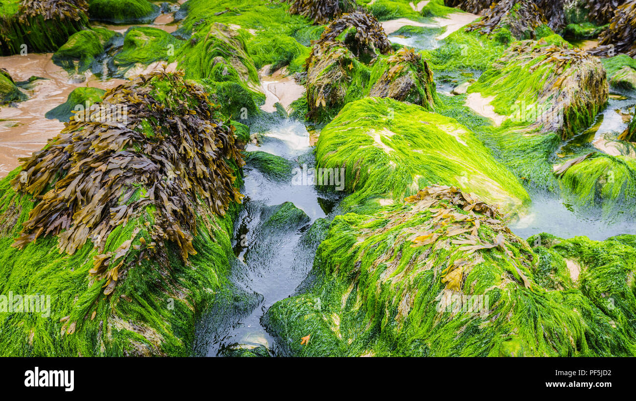Green algae on the beach Stock Photo - Alamy