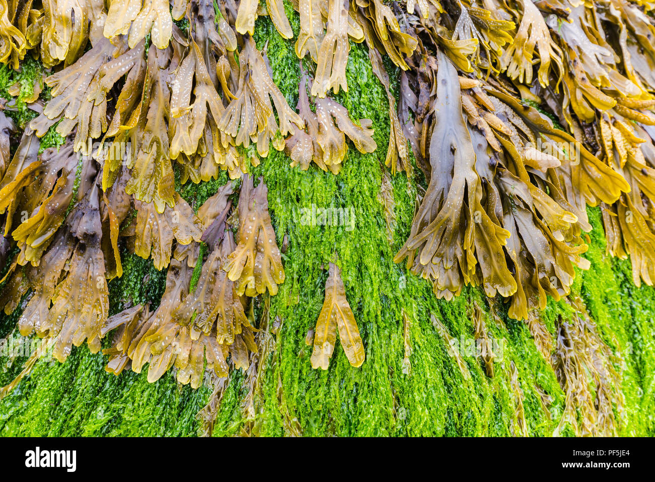 Green algae on the beach Stock Photo - Alamy