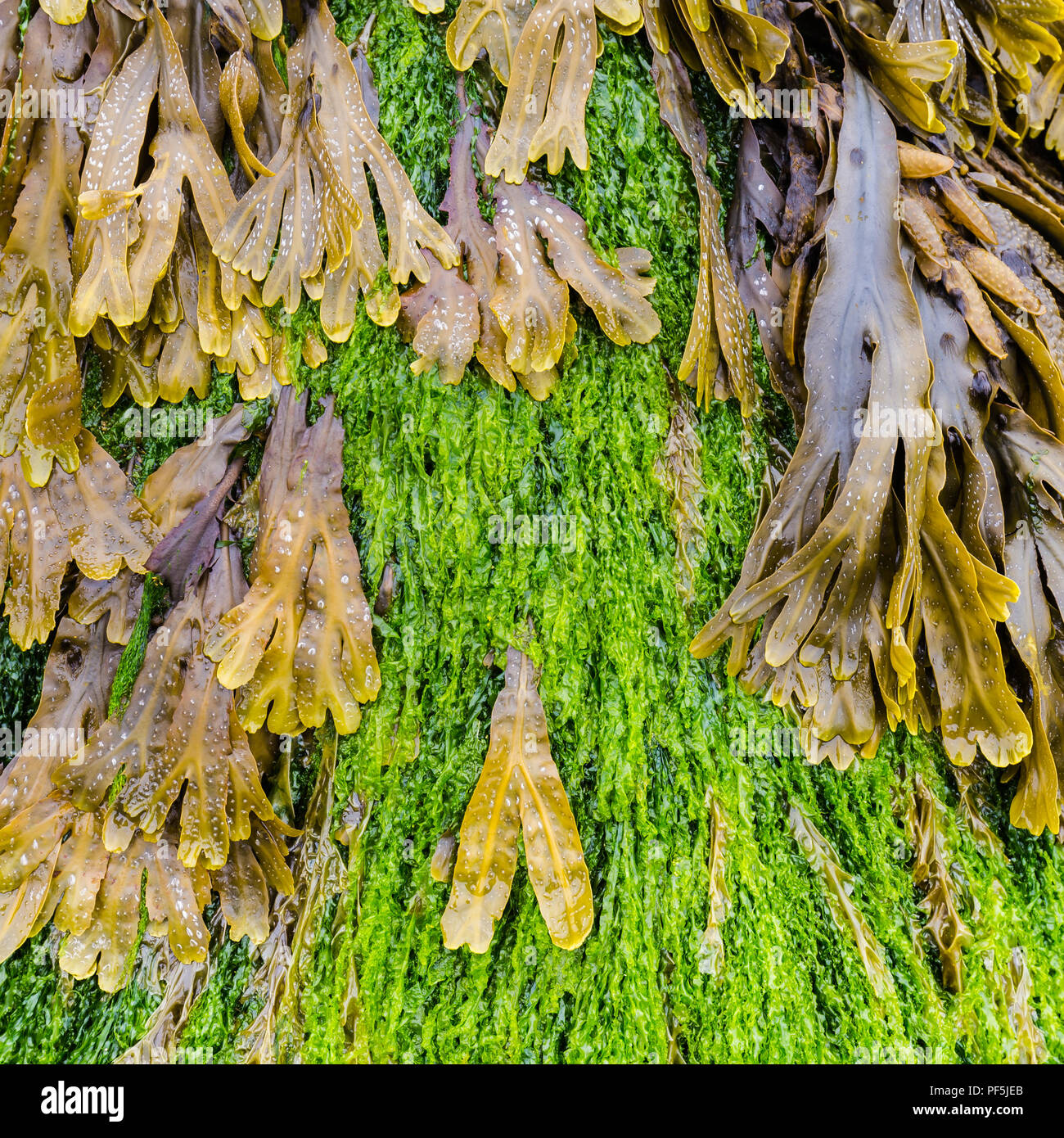 Green algae on the beach Stock Photo - Alamy