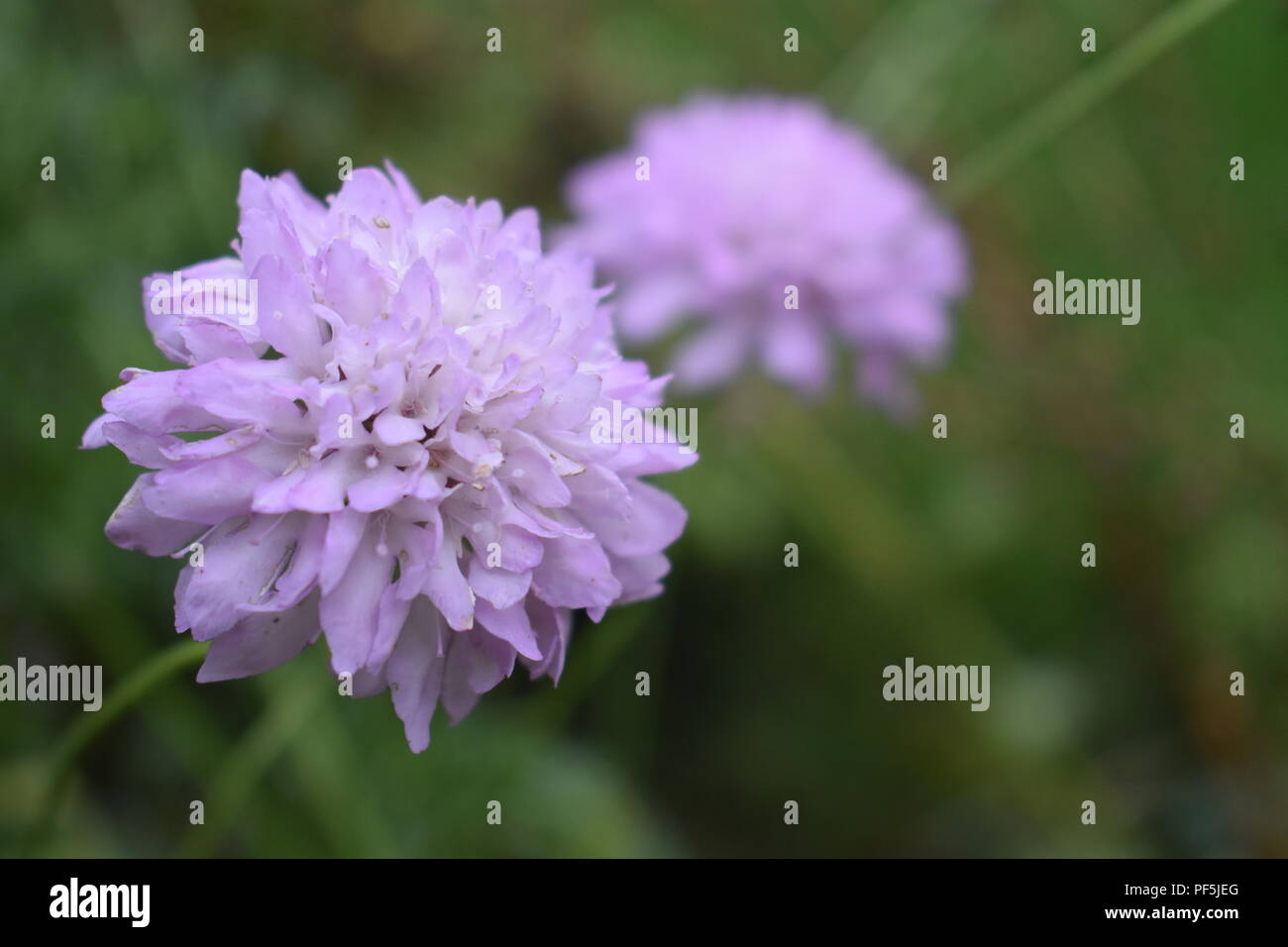 Light flowers, perfect for a subtle tone background on web-page Stock ...