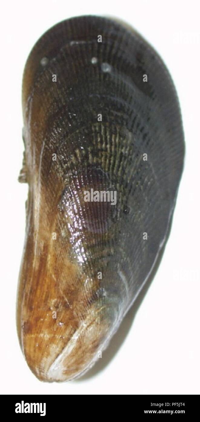 Atlantic ribbed mussel Stock Photo - Alamy