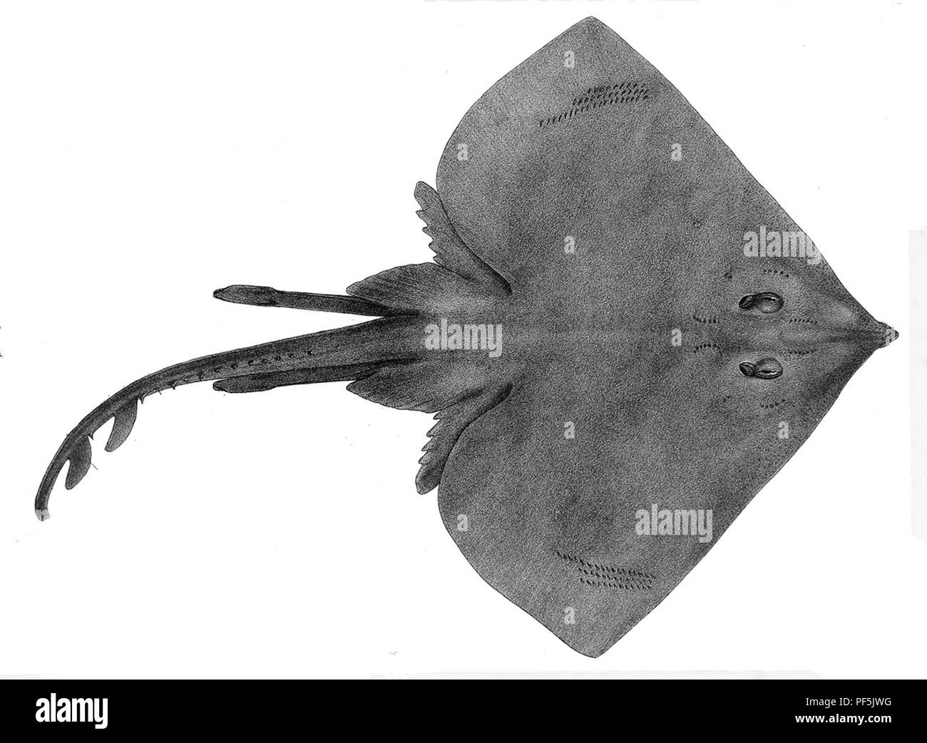 Platana hi-res stock photography and images - Alamy