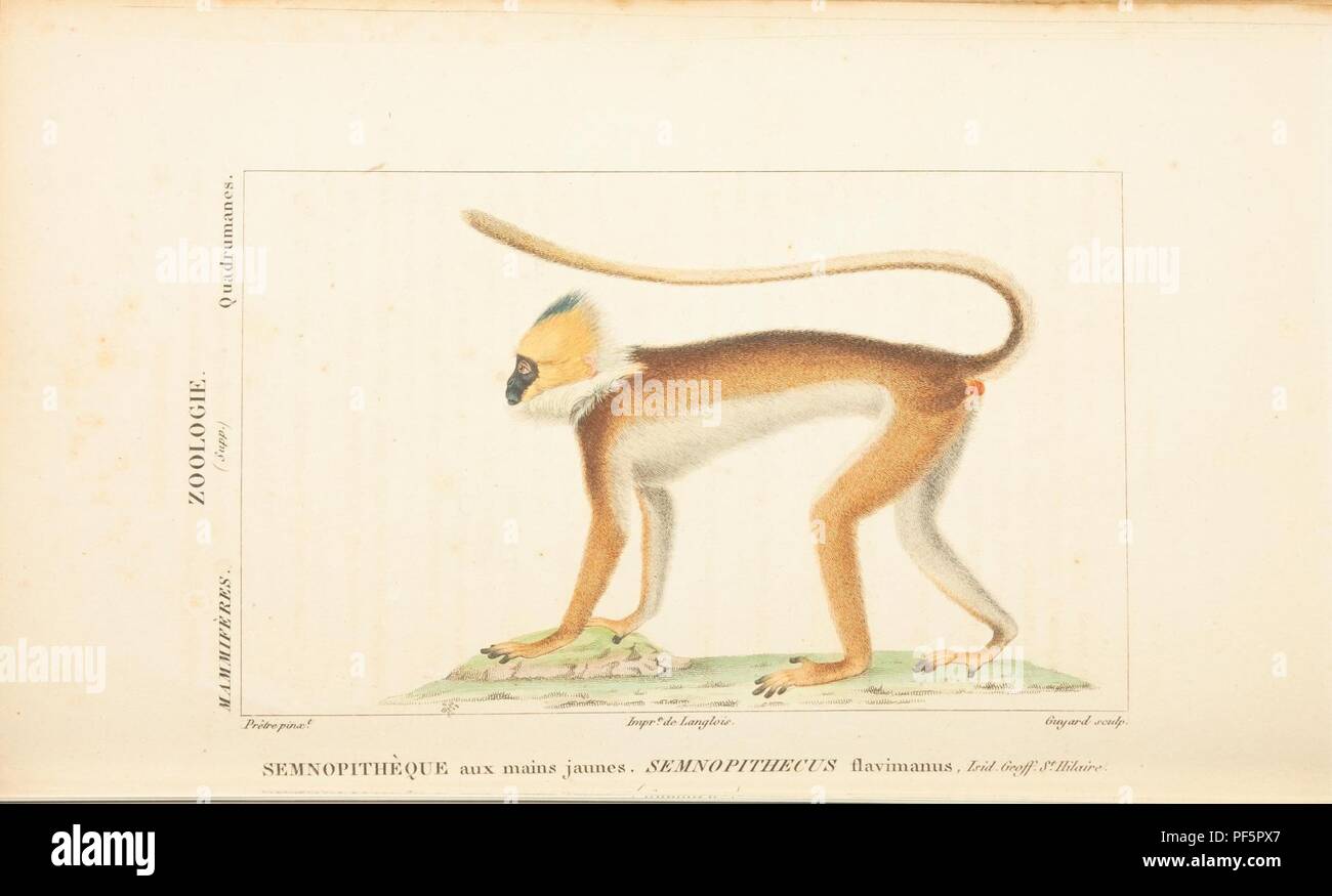 Atlas De Zoologie High Resolution Stock Photography and Images - Alamy