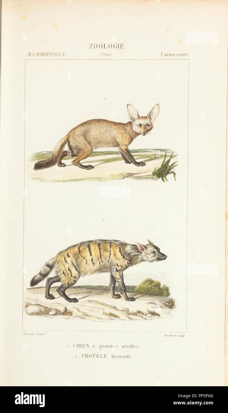 Atlas de zoologie (Pl. 5 Stock Photo - Alamy