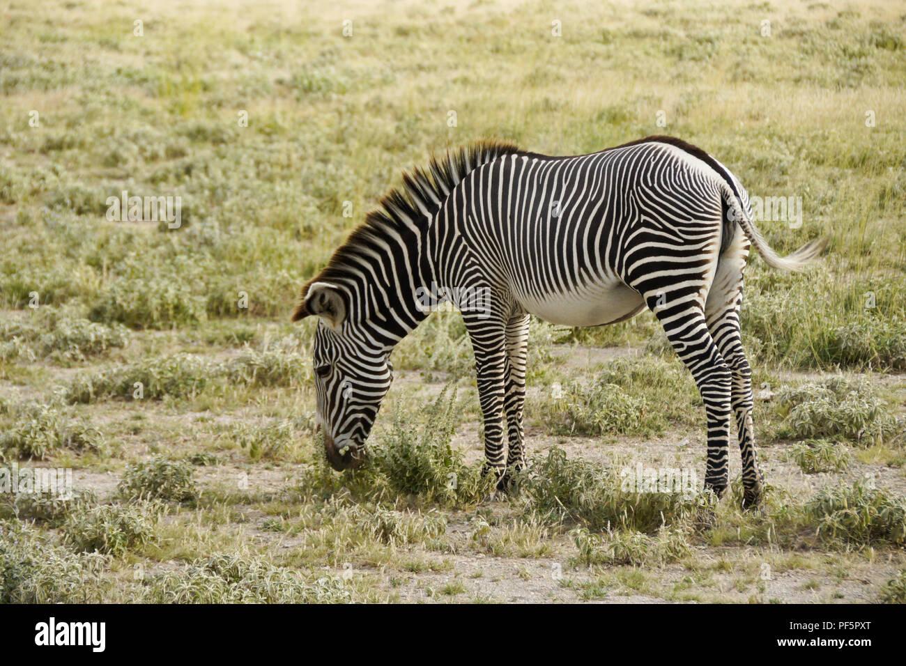 Buffalo springs hi-res stock photography and images - Alamy