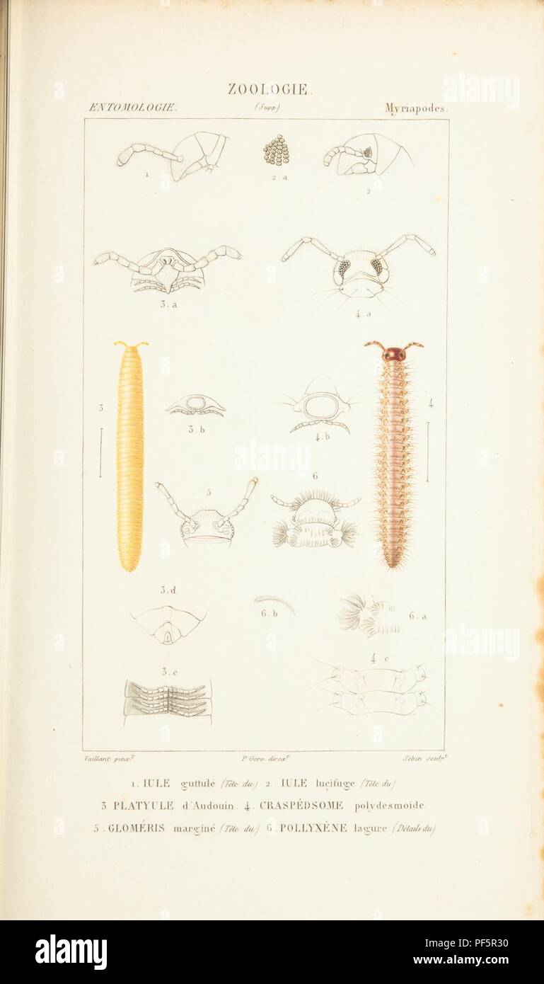 Atlas De Zoologie High Resolution Stock Photography and Images - Alamy