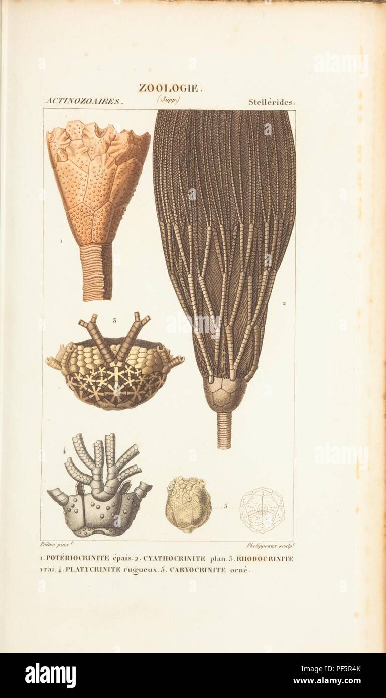 Atlas de zoologie (Pl. 76 Stock Photo - Alamy