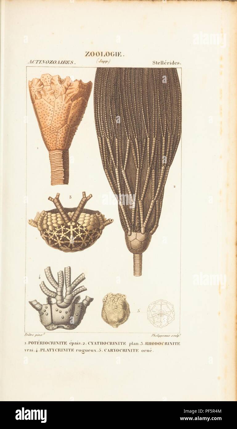 Atlas de zoologie (Pl. 76 Stock Photo - Alamy