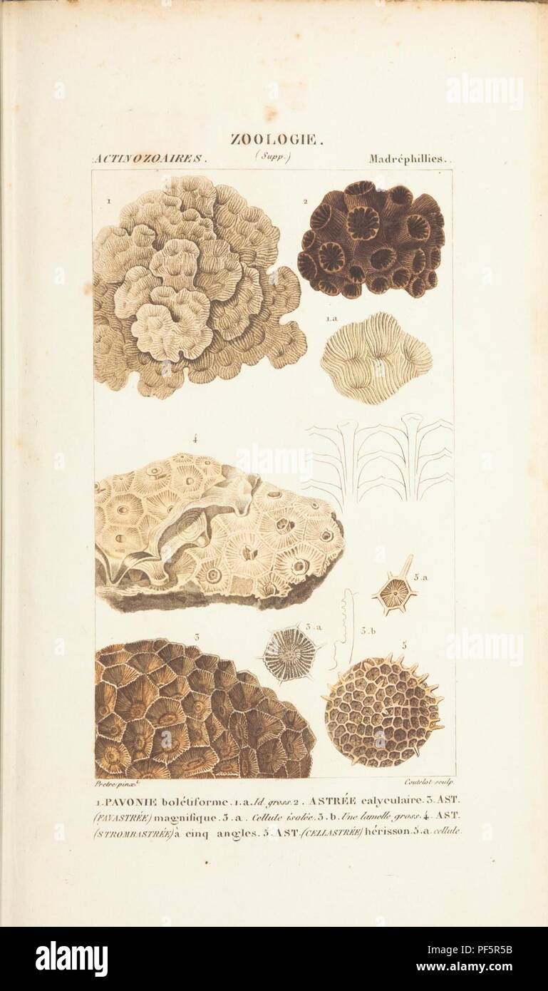 Atlas de zoologie (Pl. 85 Stock Photo - Alamy