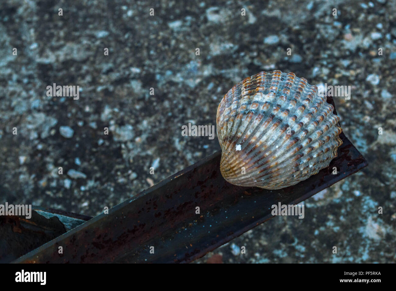 Seashell on iron Stock Photo - Alamy