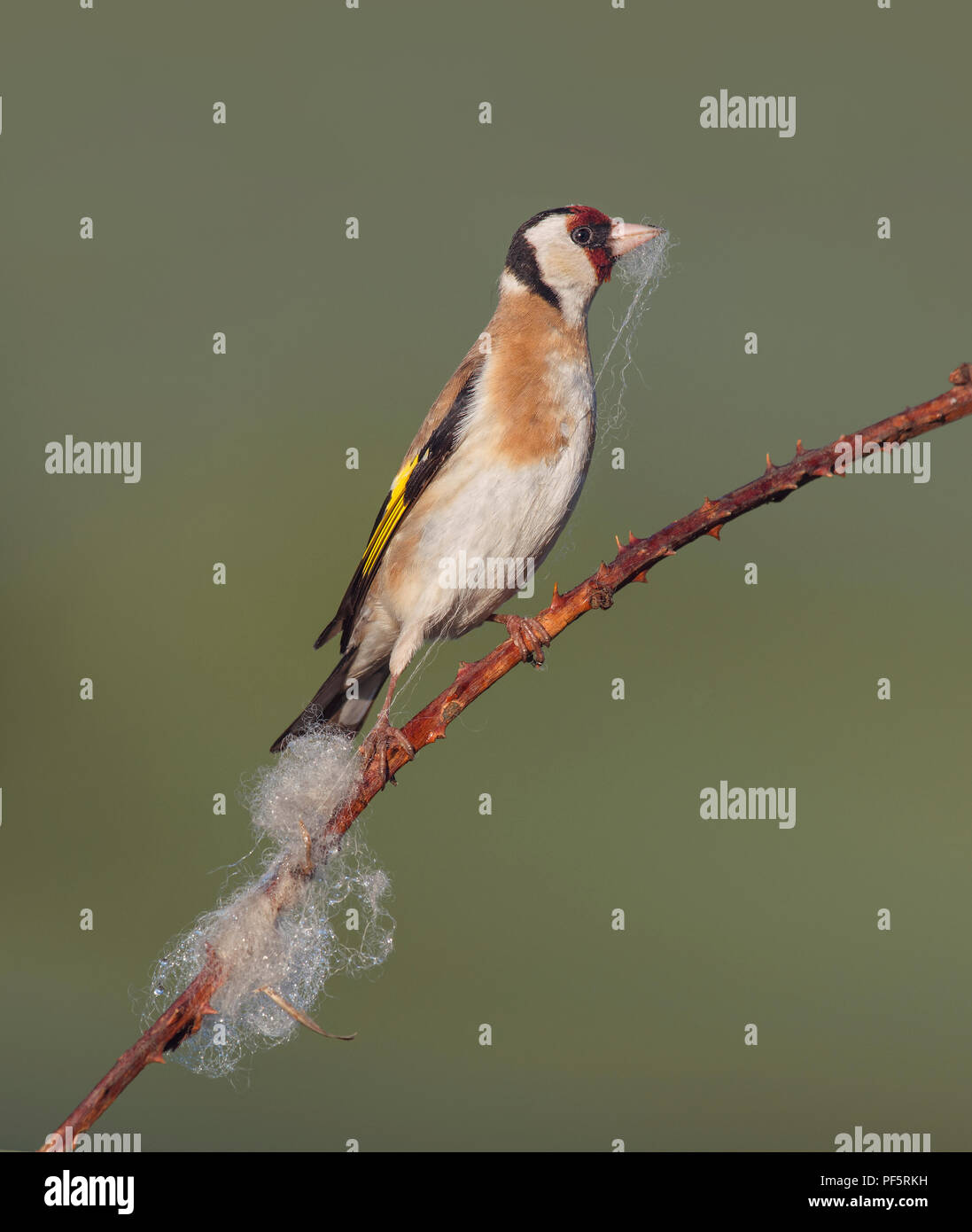 European Goldfinch, Carduelis carduelis, collecting wool from bramble ...